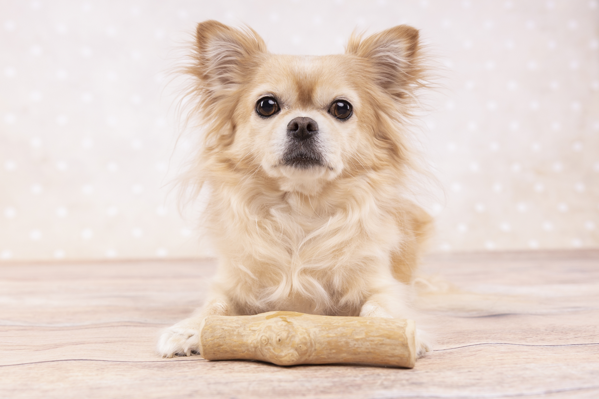 Toy Java Stick Chewing wood Light brown | 521546 | Flamingo Pet Products